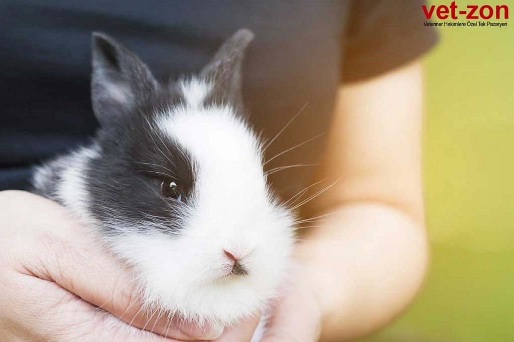 Tavşan Talaşı Al-Sat | Veterinerlere Özel Pazar Yeri Vet-Zon